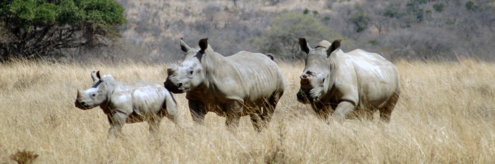 Animal Matters | Promoting the Welfare of Animals Worldwide