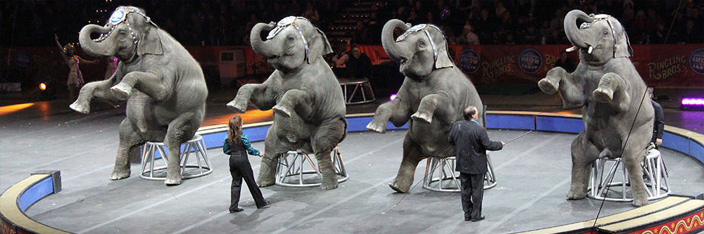 Animal Matters | Promoting the Welfare of Animals Worldwide